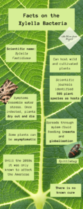 Quick Facts About The Xylella Bacteria | Theolivetreeproject.com