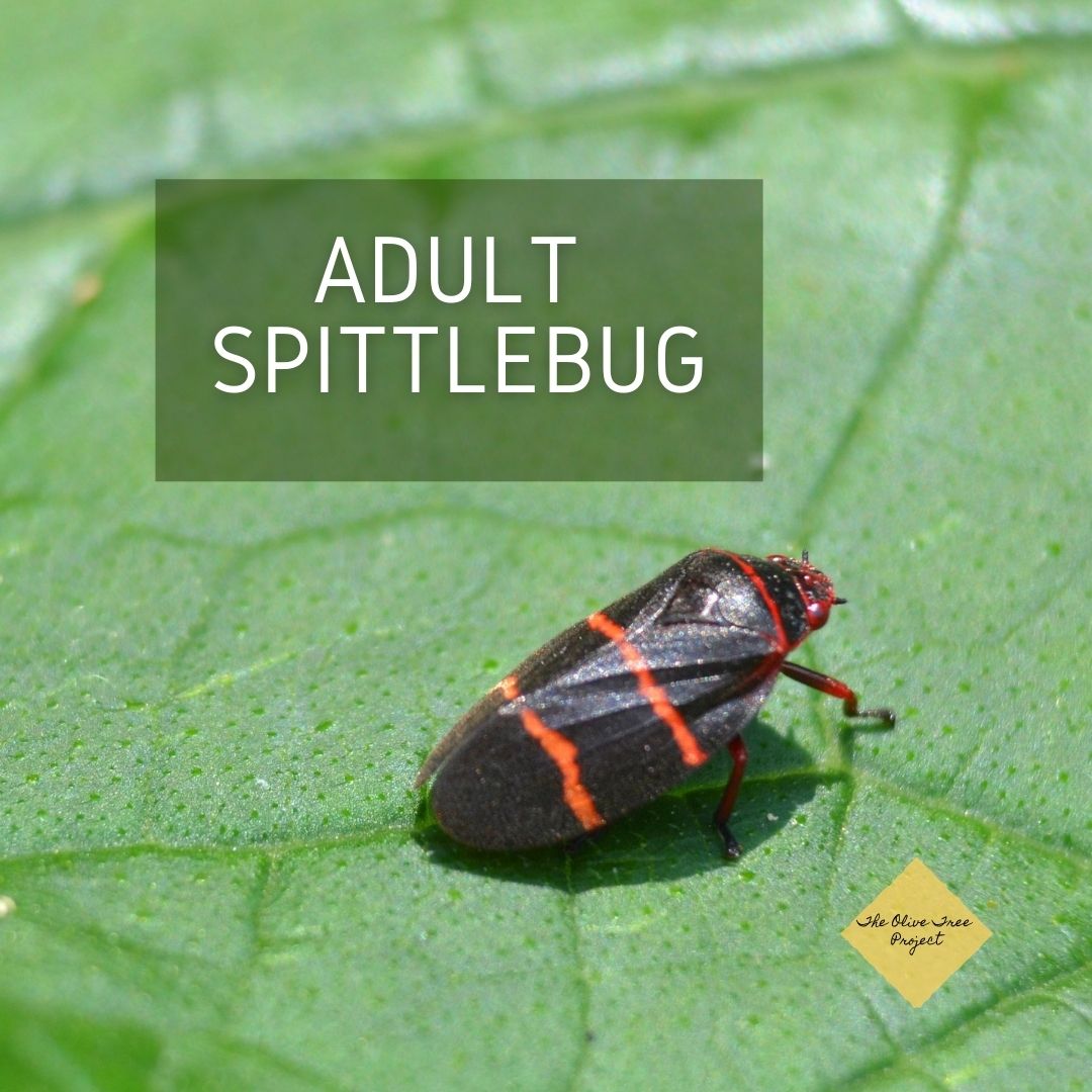 2 Reasons For Xylella Bacteria Spread | Theolivetreeproject.com